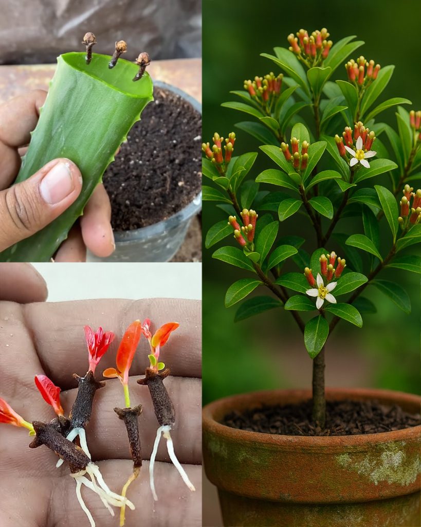 Easy Clove Growing – Recipes Pro